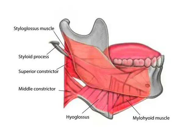 همه چیز درباره آناتومی عروق صورت و عضلات آن | ایده گستر قدرت
